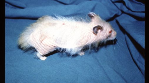 Canine lichenification - Veterinary Practice