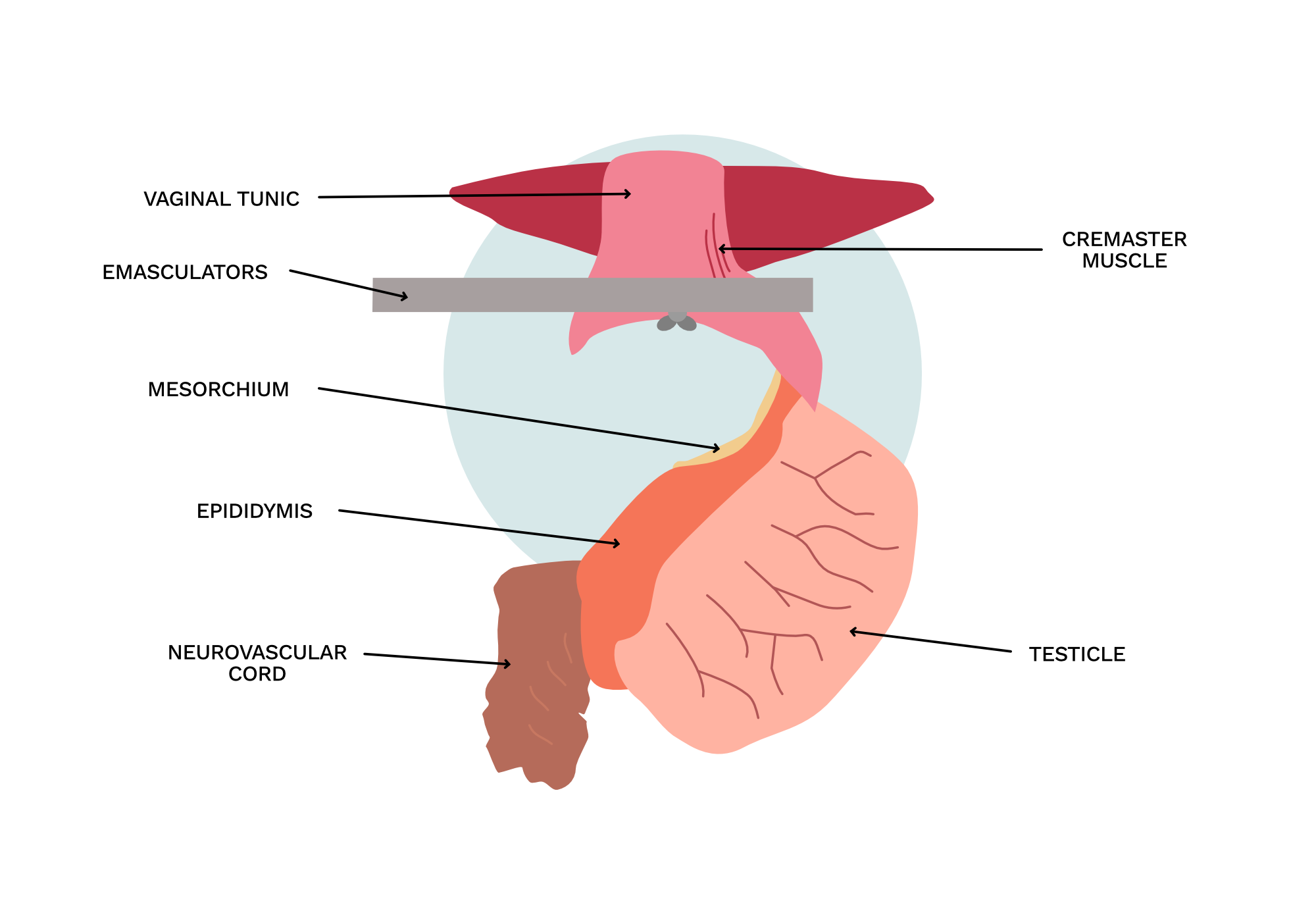 Open field castration - Veterinary Practice