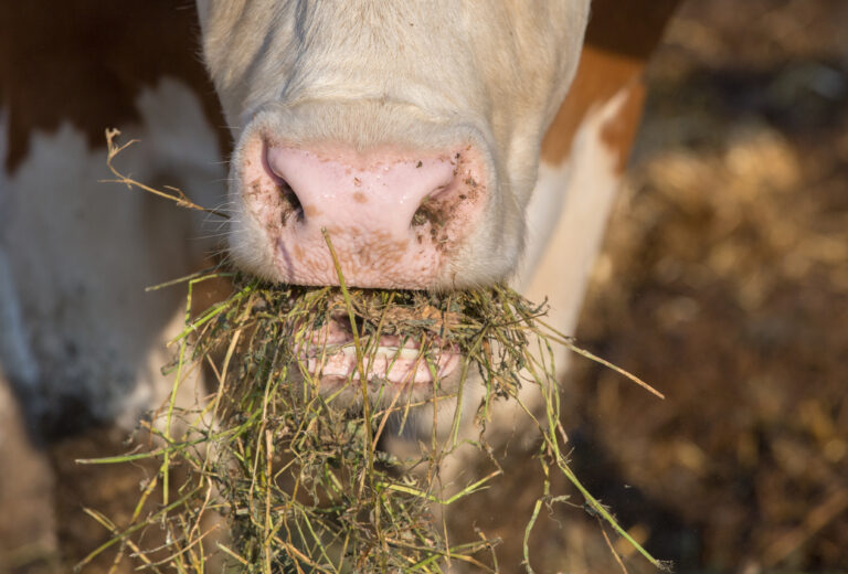 The oral cavity in cattle - Veterinary Practice