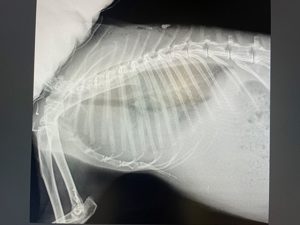 Respiratory diseases of small mammals - Veterinary Practice