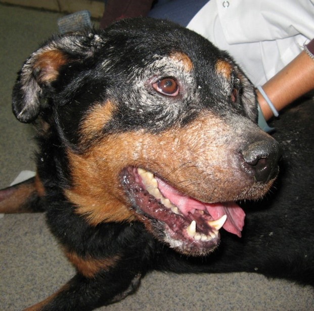 Canine leishmaniosis - Veterinary Practice