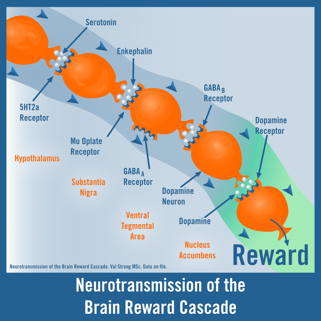 The role of neurotransmitters and the reward cascade in companion ...