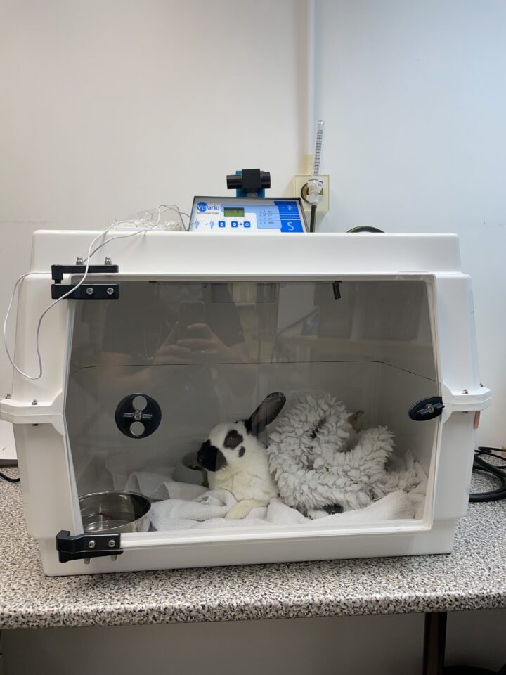 Acute abdomen in rabbits and guinea pigs - Veterinary Practice