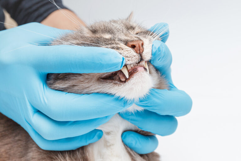 Breakthroughs in stem cell therapy for refractory feline chronic ...