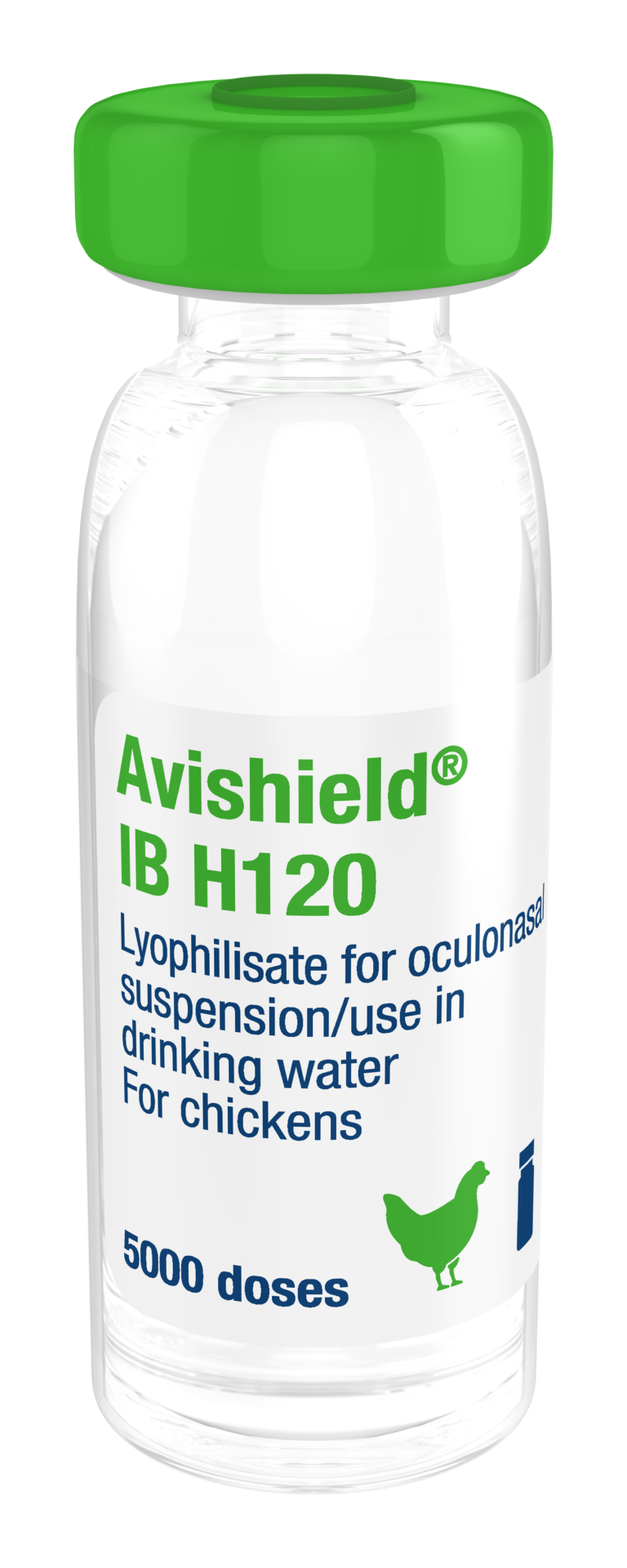 Avishield IB H120 now available for layers - Veterinary Practice
