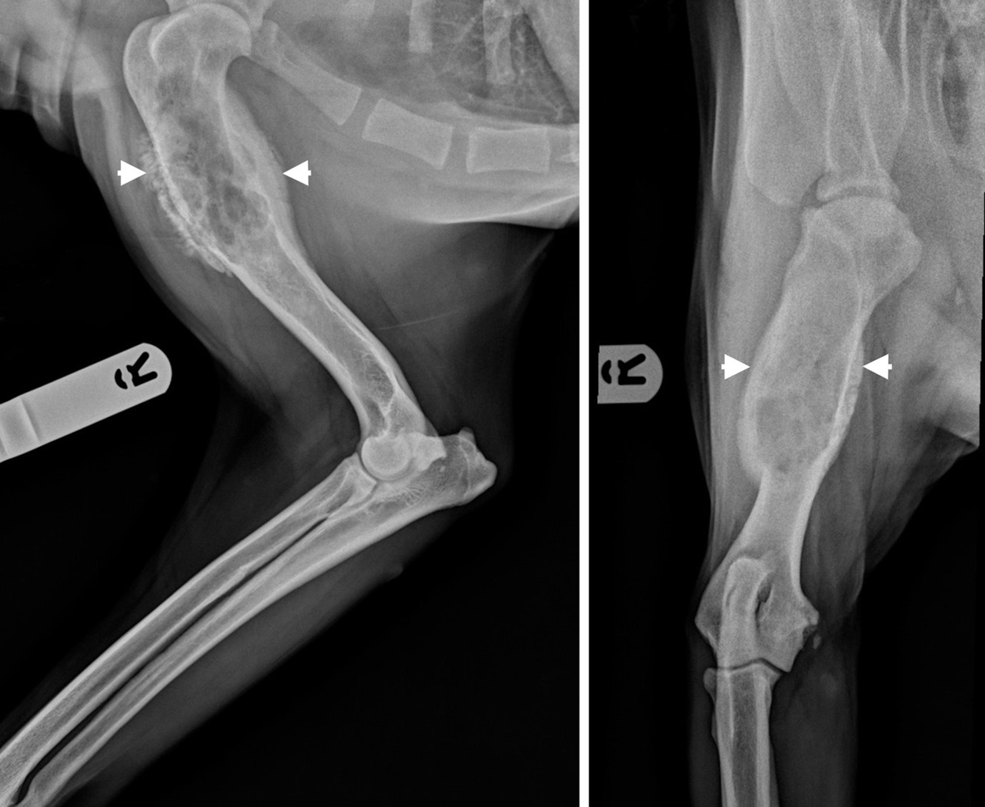 An update on diagnosis and treatment of canine appendicular ...