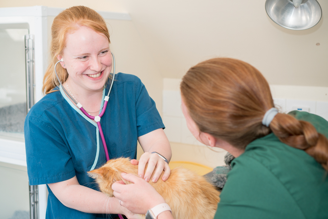 Five ways to build great workplace relationships - Veterinary Practice