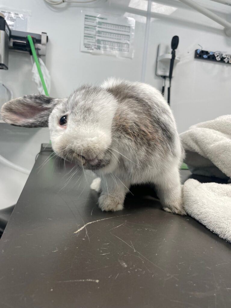 Management of head tilts in small mammals - Veterinary Practice