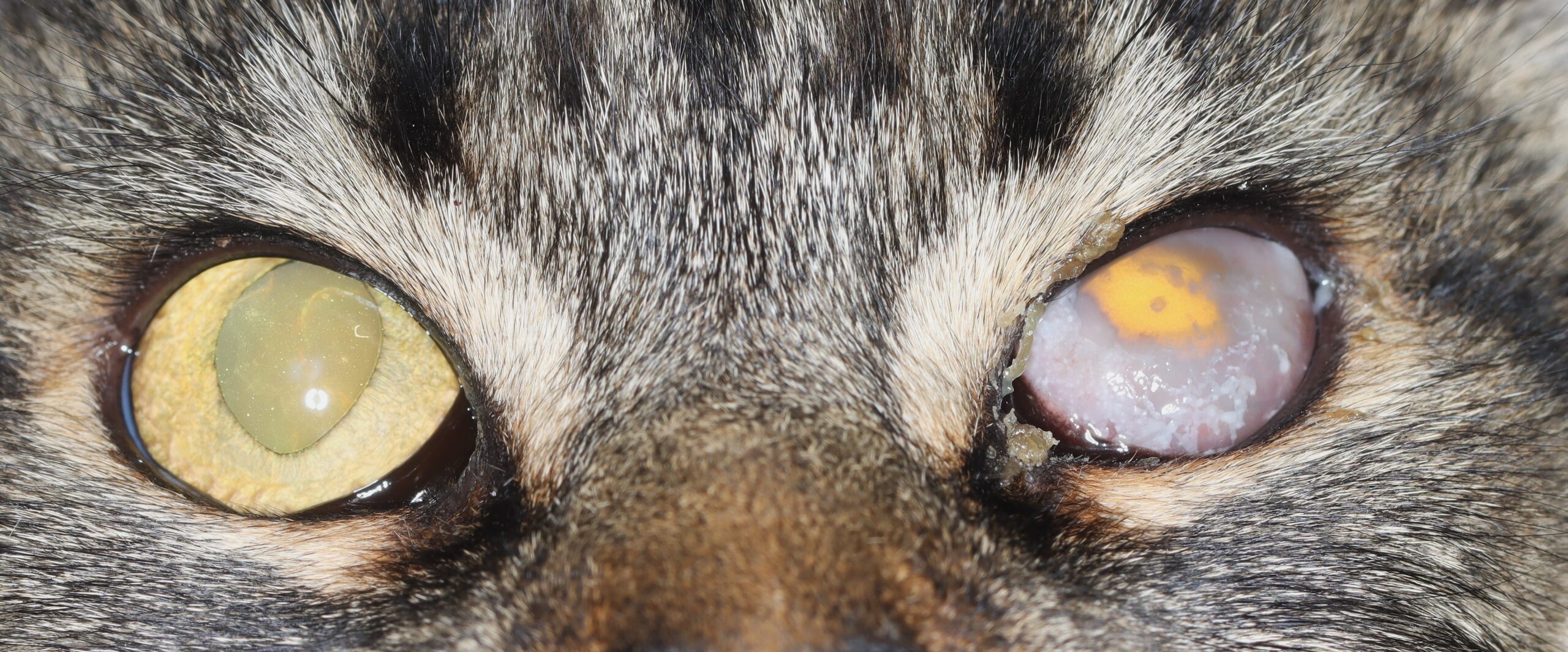 Feline eosinophilic keratoconjunctivitis: an interesting ...
