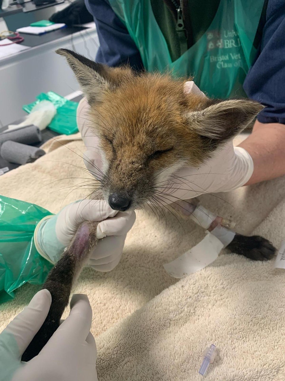 Clinical presentation and management of diseases in wild juvenile foxes ...